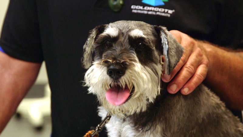 Watch Pet Medics | Full Season | TVNZ OnDemand