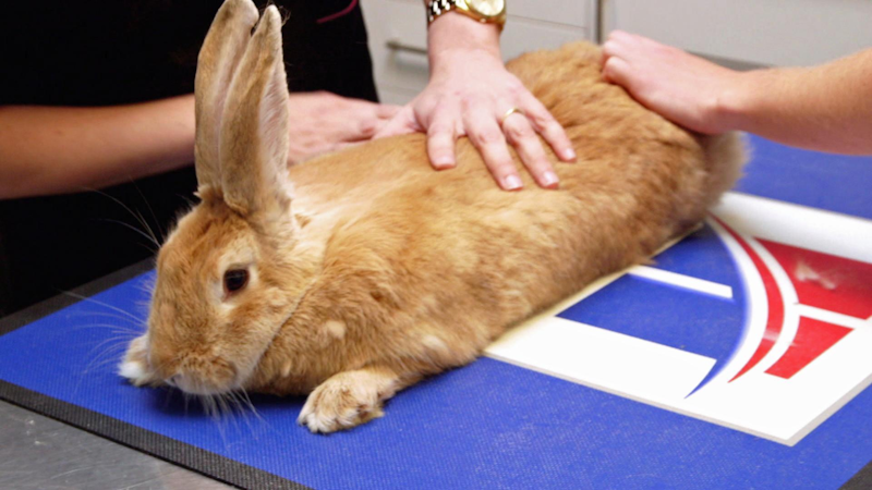 Watch Pet Medics | Full Season | TVNZ OnDemand