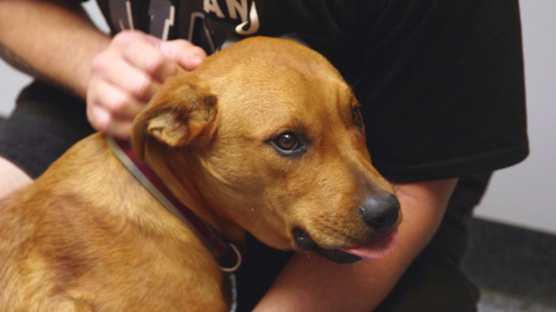 Watch Pet Medics | Full Season | TVNZ OnDemand