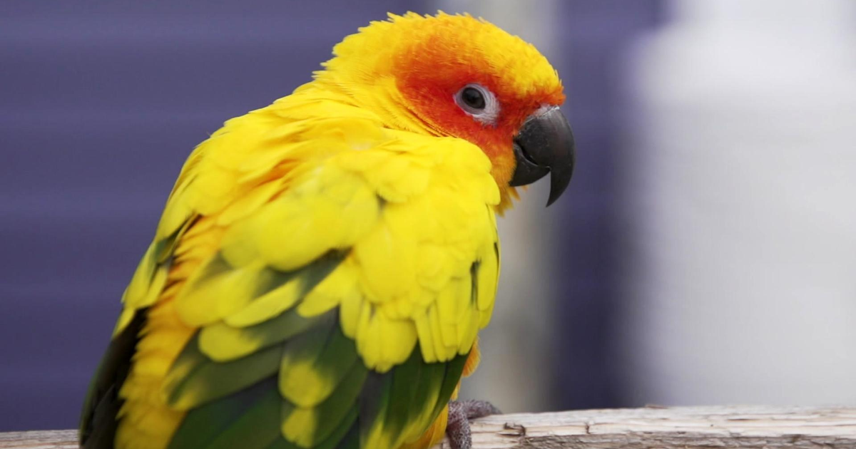 Watch Fanimals S1E11 | TVNZ OnDemand