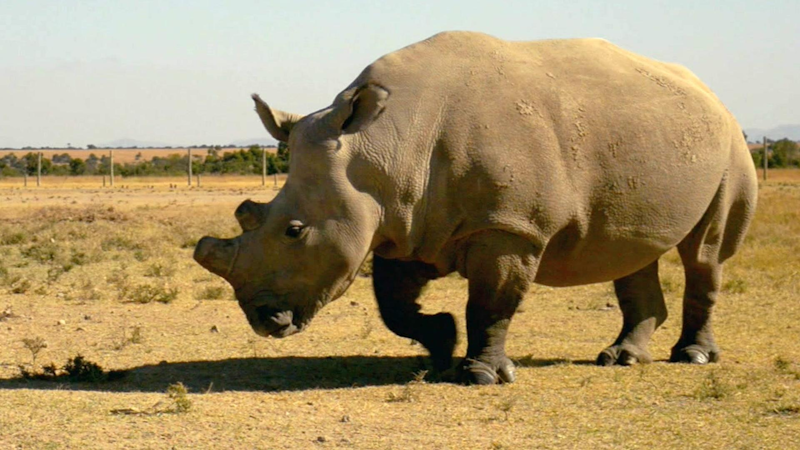 The Last Animals | TVNZ OnDemand