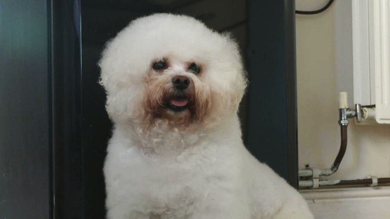 Embarrassing Pets | TVNZ OnDemand