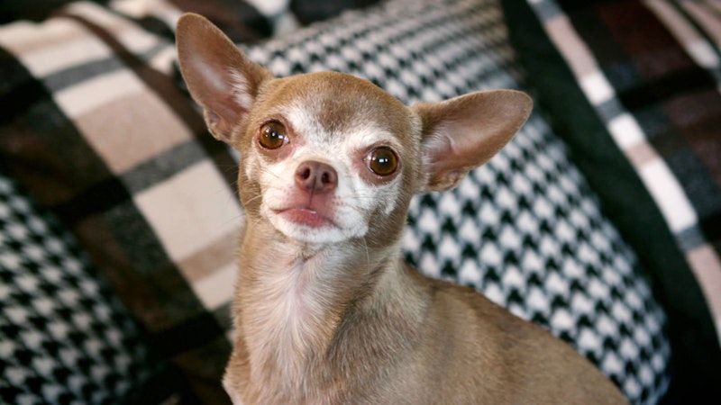 Embarrassing Pets | TVNZ OnDemand