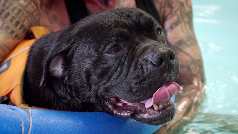 Embarrassing Pets | TVNZ OnDemand