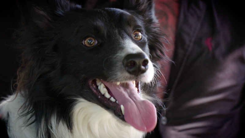 Embarrassing Pets | TVNZ OnDemand