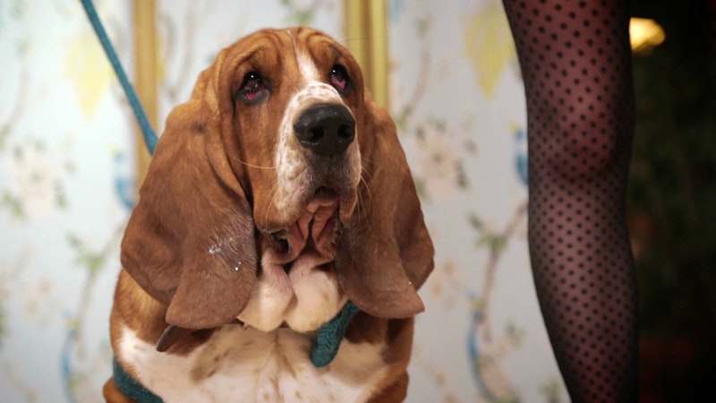 Embarrassing Pets | TVNZ OnDemand