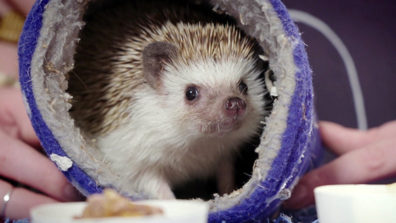 Embarrassing Pets | TVNZ OnDemand