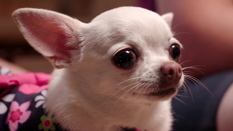 Embarrassing Pets | TVNZ OnDemand