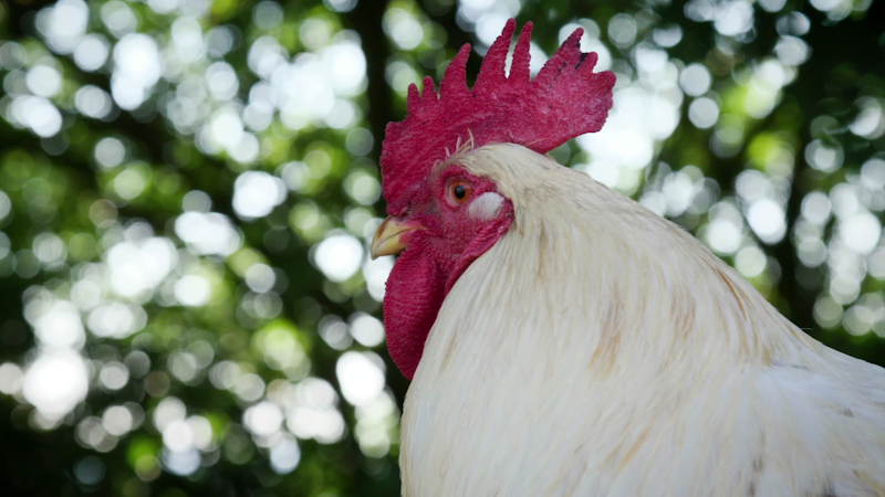 Embarrassing Pets | TVNZ OnDemand