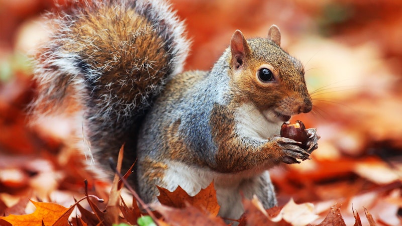 Watch Super Squirrels | Episodes | TVNZ OnDemand