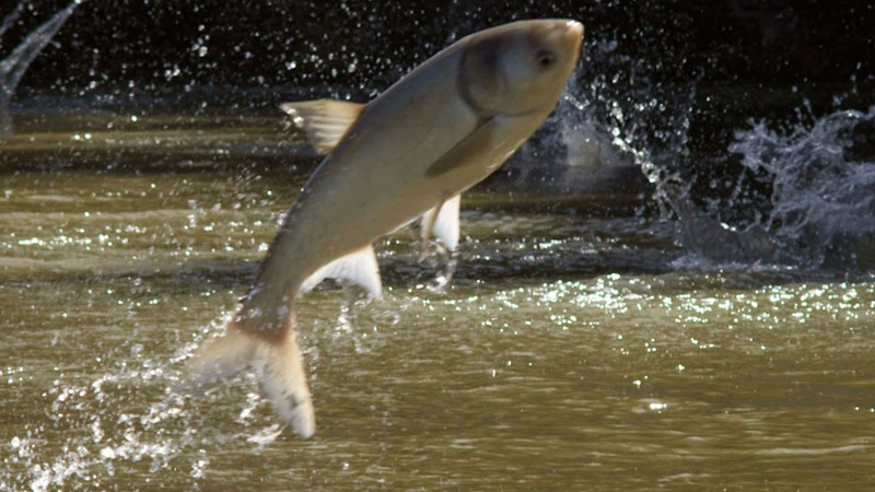 Watch Animal All Stars | Full Season | TVNZ OnDemand