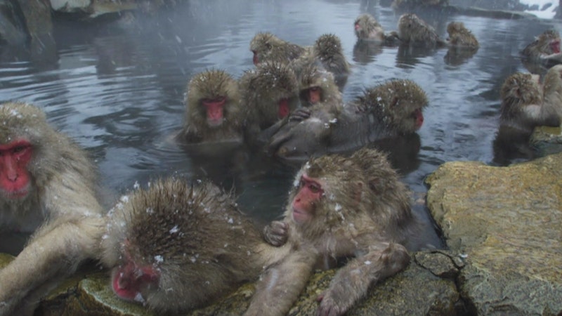 Watch Gigglebox | Full Season | TVNZ OnDemand