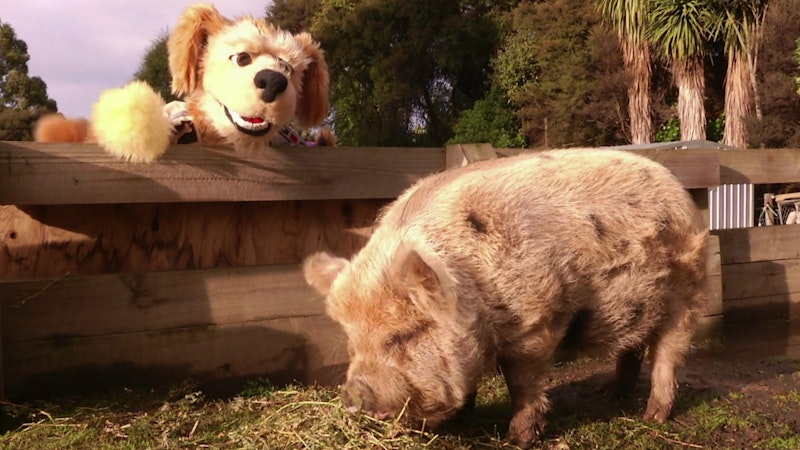 Watch Flash | Full Season | TVNZ OnDemand