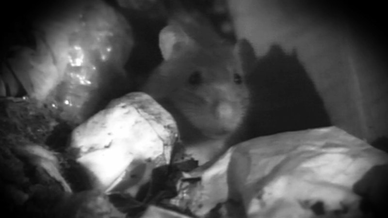 Watch Flash | Full Season | TVNZ OnDemand