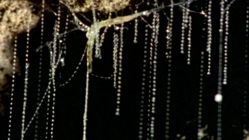 Watch Flash | Full Season | TVNZ OnDemand