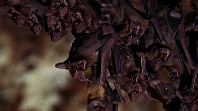 Watch Flash | Full Season | TVNZ OnDemand