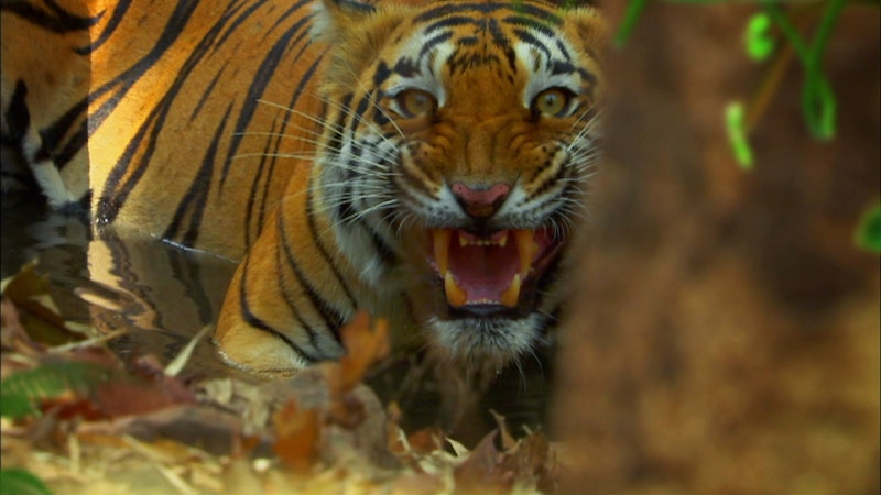 Watch Pop Fiction | Full Season | TVNZ OnDemand