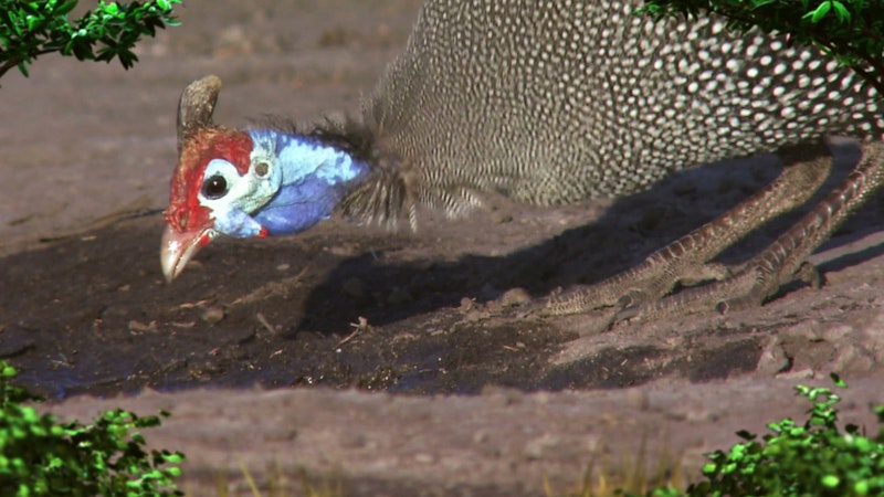 Watch Pop Fiction | Full Season | TVNZ OnDemand