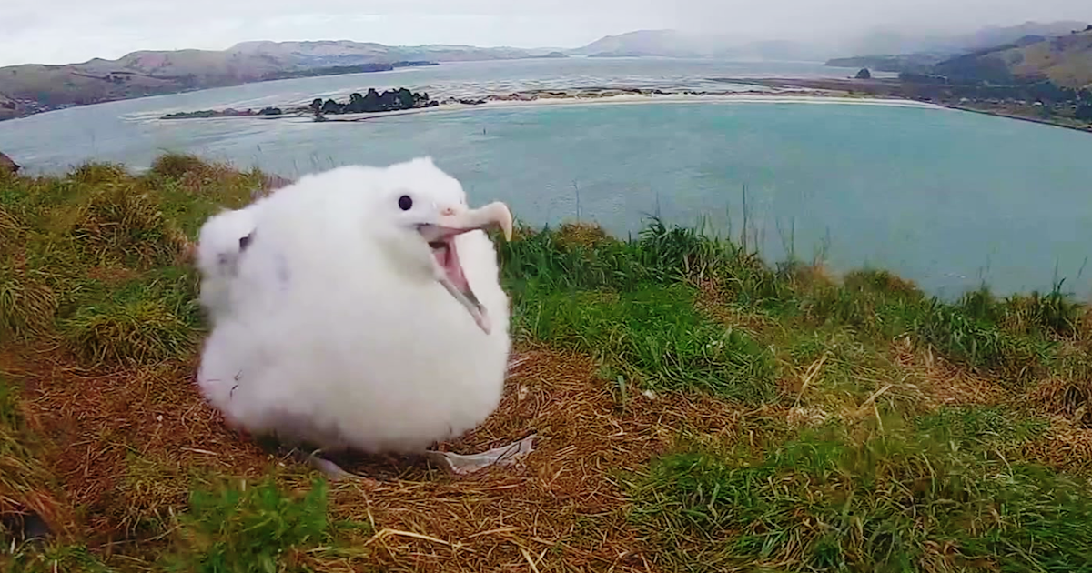 Watch Kea Kids News S2E9 | TVNZ OnDemand