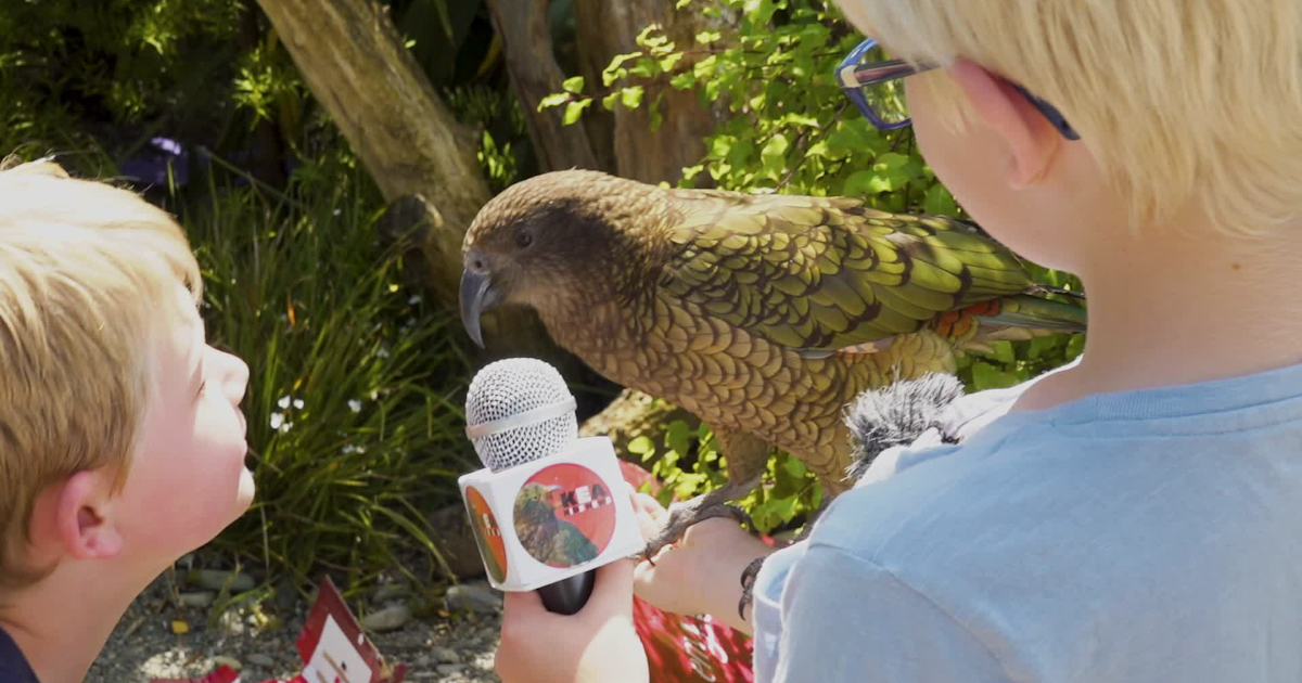 Watch Kea Kids News S2E56 | TVNZ OnDemand